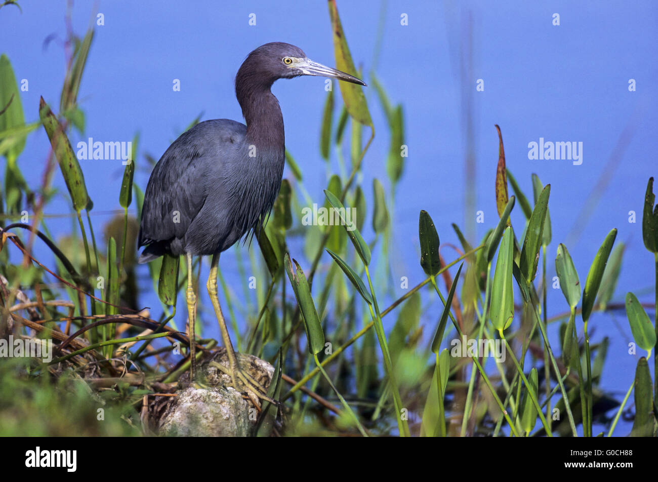 Little Blue Heron adult bird in breeding plumage Stock Photo - Alamy