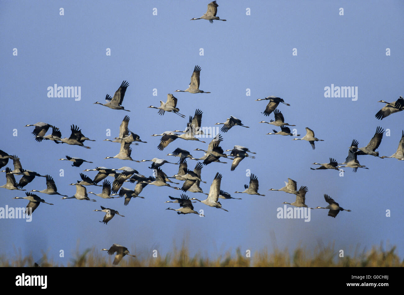 Crane flies hi-res stock photography and images - Alamy
