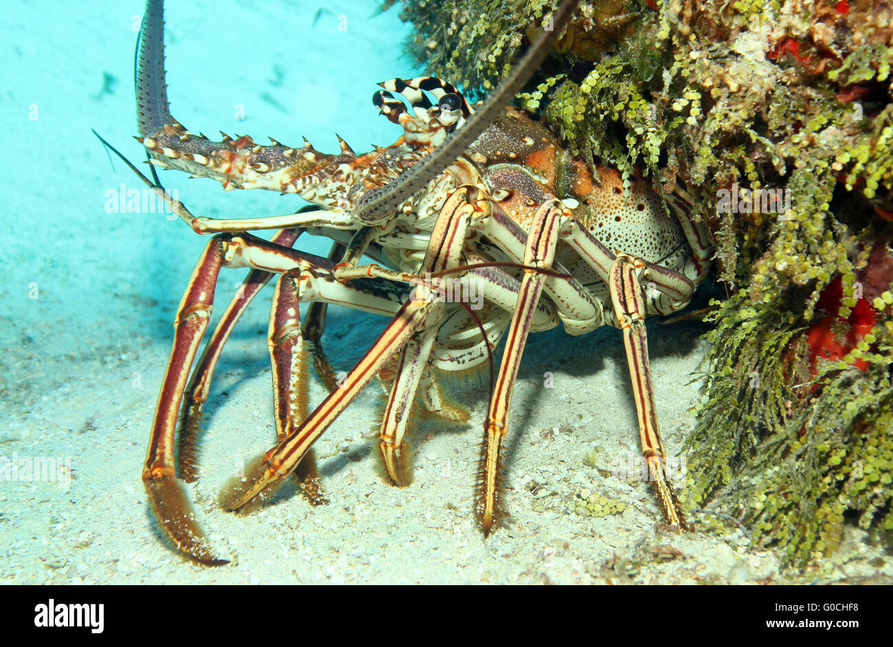 Caribbean spiny lobster hi-res stock photography and images - Alamy