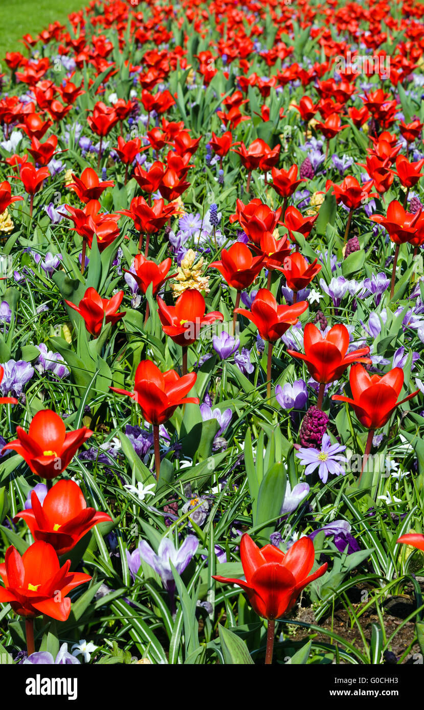 Spring red tulips and purple crocuses (closeup Stock Photo - Alamy