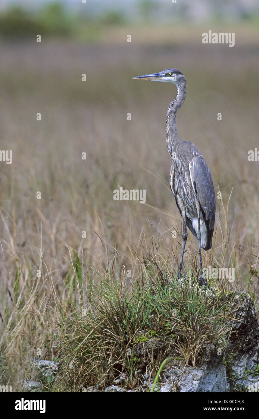 Adult bird stands on a rock hi-res stock photography and images - Alamy