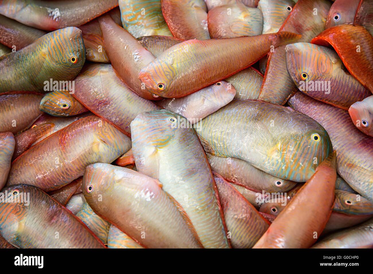 Freshly caught sea fish for sale at a fish market Stock Photo - Alamy