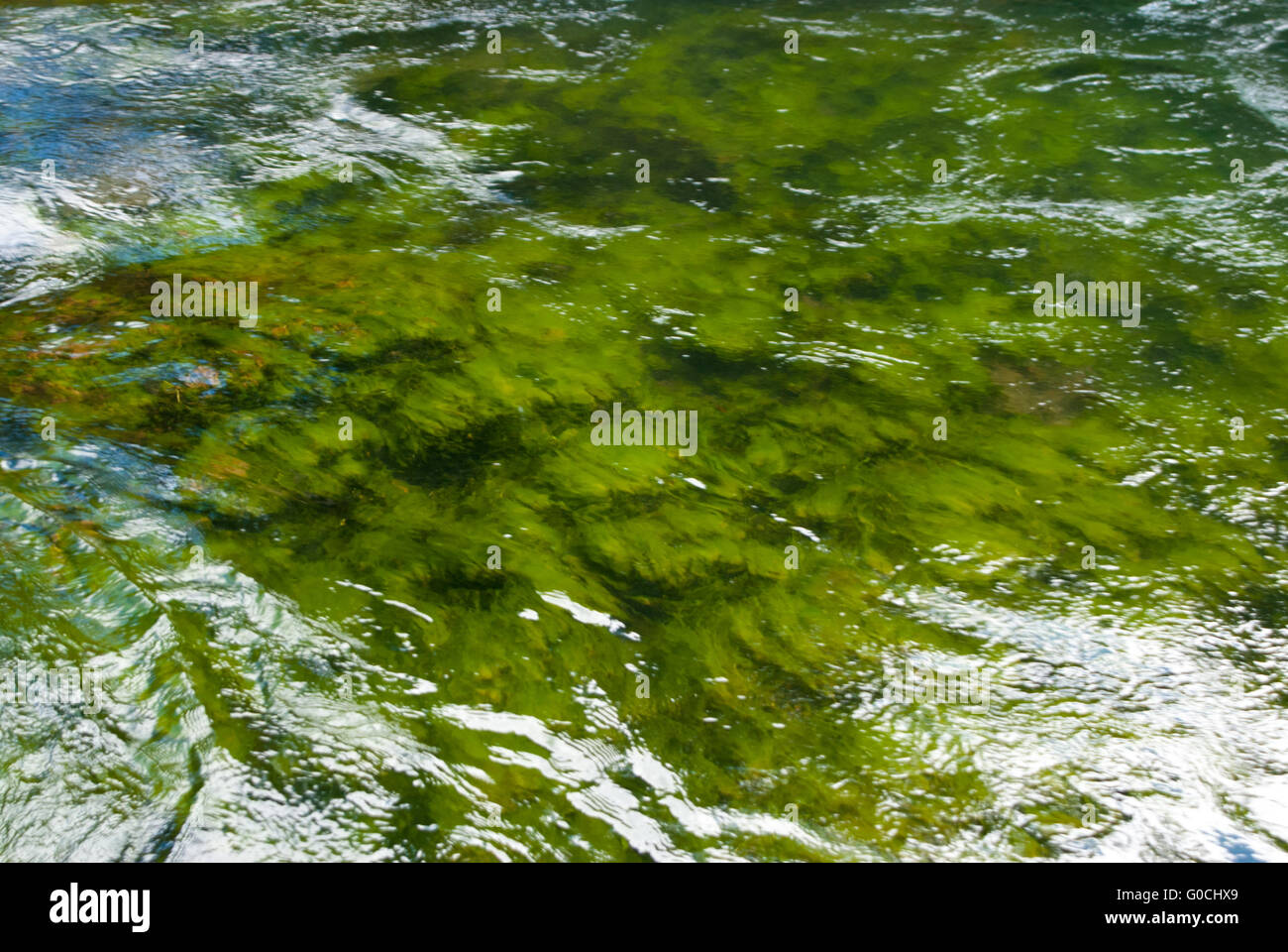 Flowing Algae of Yellowstone Stock Photo - Alamy