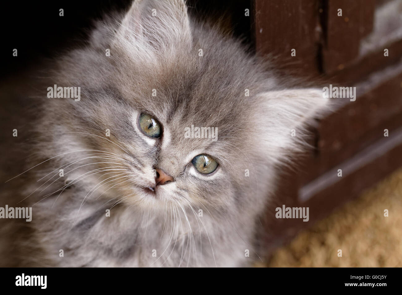 Cute kitten look camera hi-res stock photography and images - Alamy
