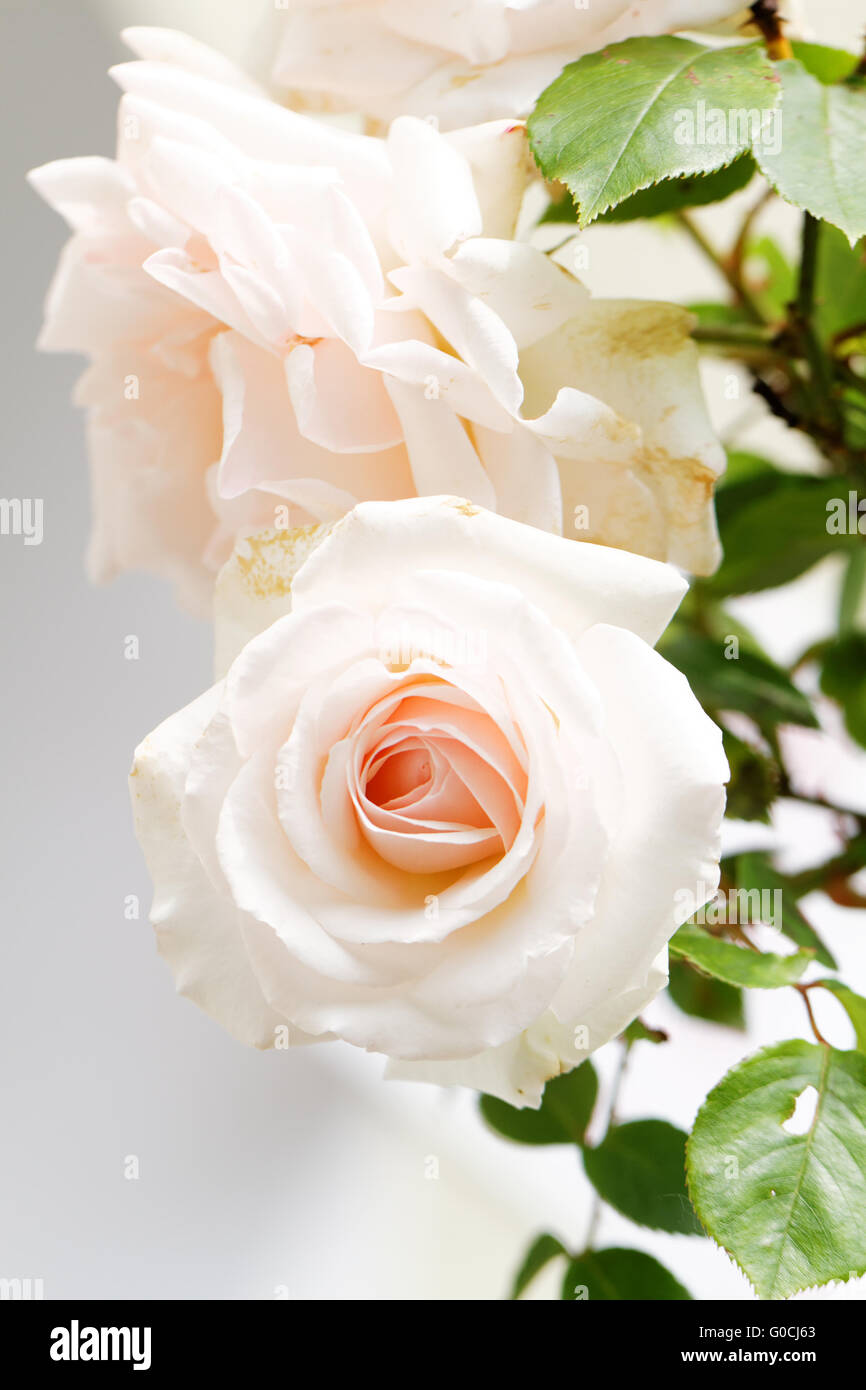 Beautiful bright pink rose blooming in garden Stock Photo - Alamy