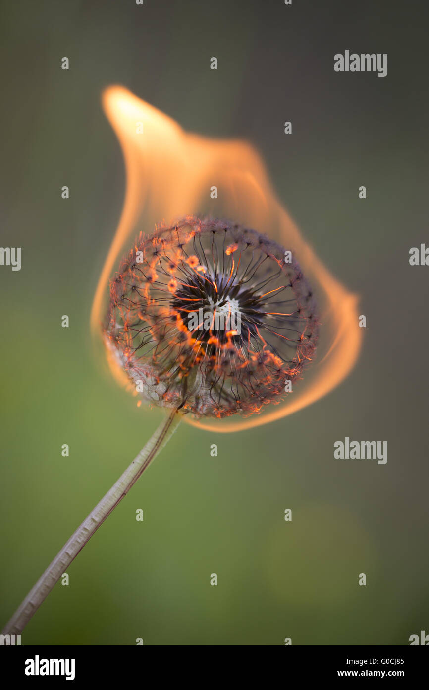 Burn weed hi-res stock photography and images - Alamy