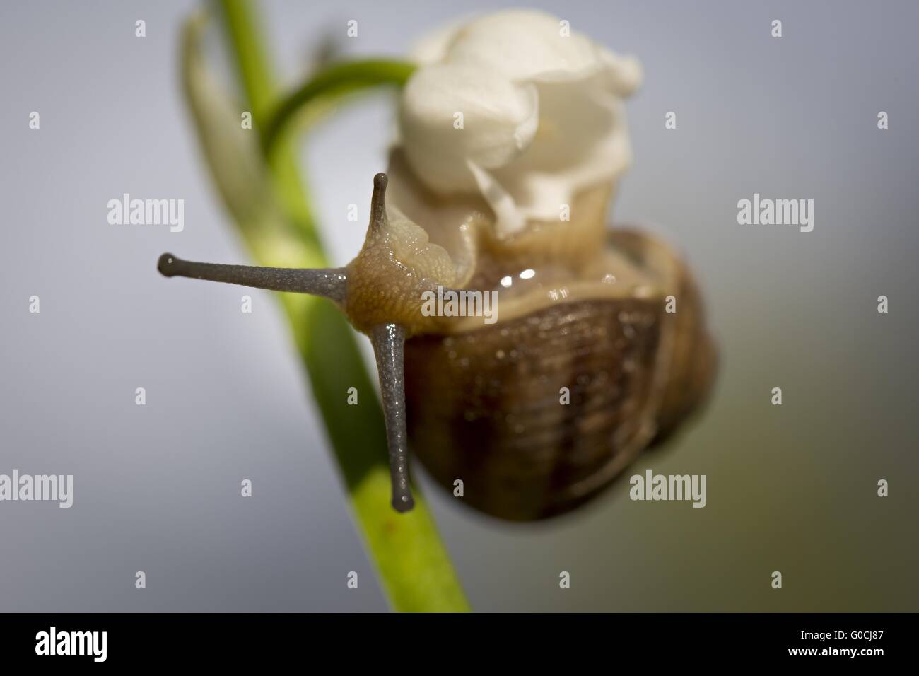 Antenna snail hi-res stock photography and images - Alamy