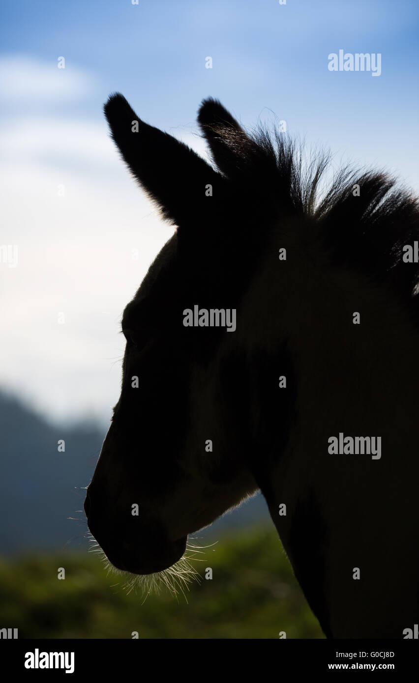 Donkey's back hi-res stock photography and images - Alamy
