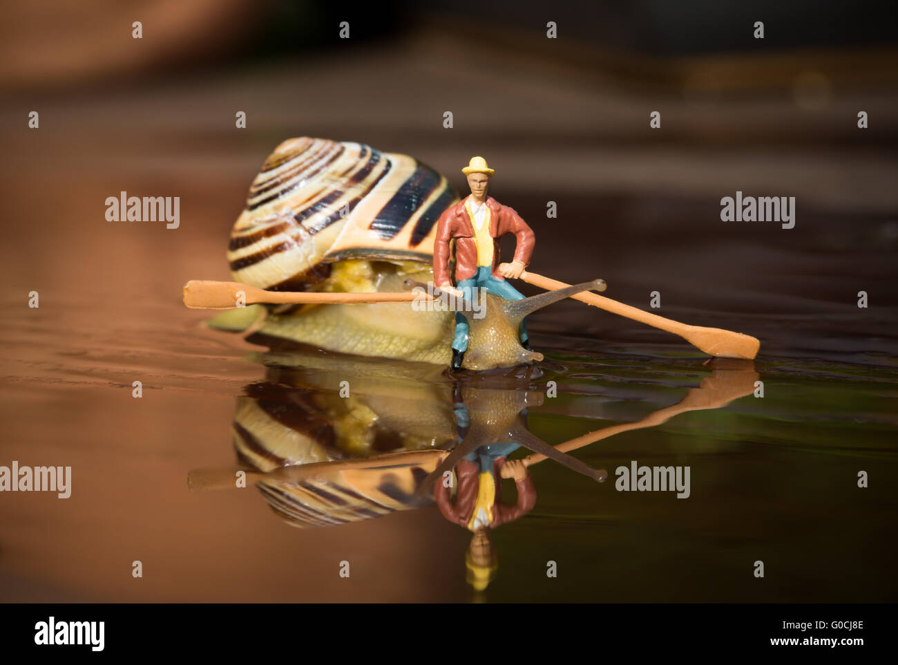 Miniature snail hi-res stock photography and images - Alamy
