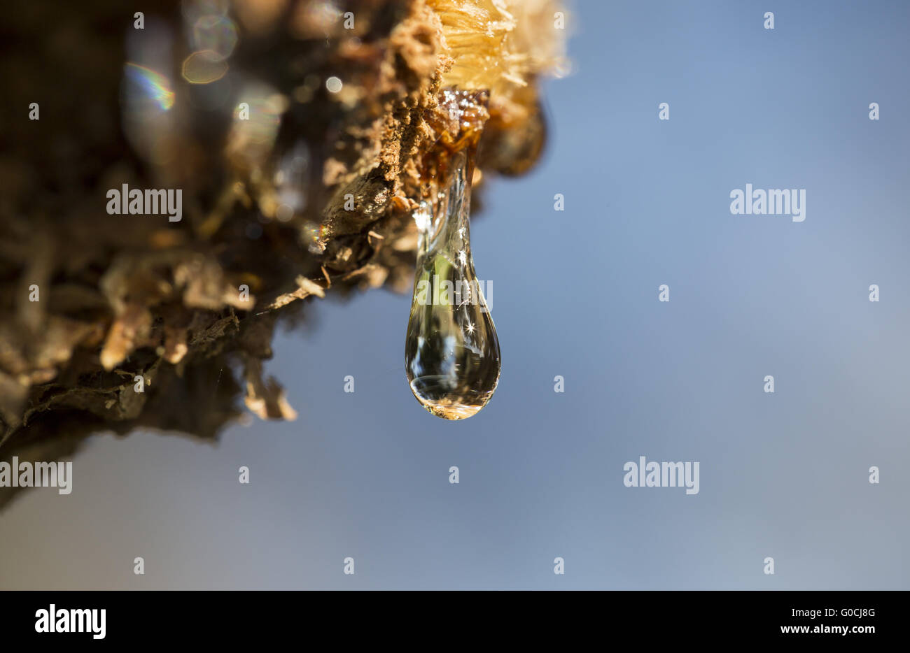 Tears of Trees Stock Photo - Alamy