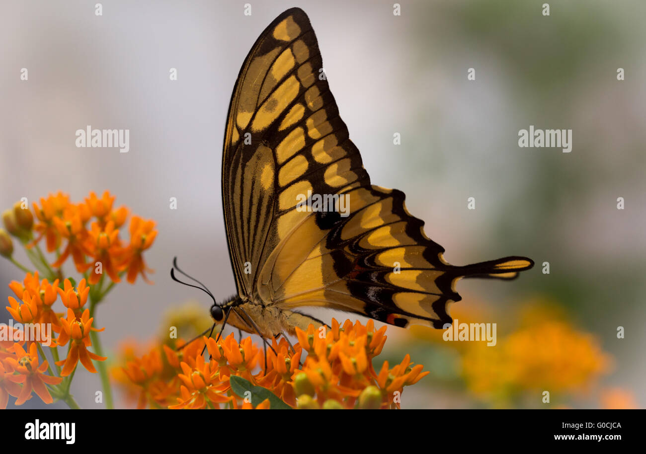 Vulnerable butterfly hi-res stock photography and images - Alamy