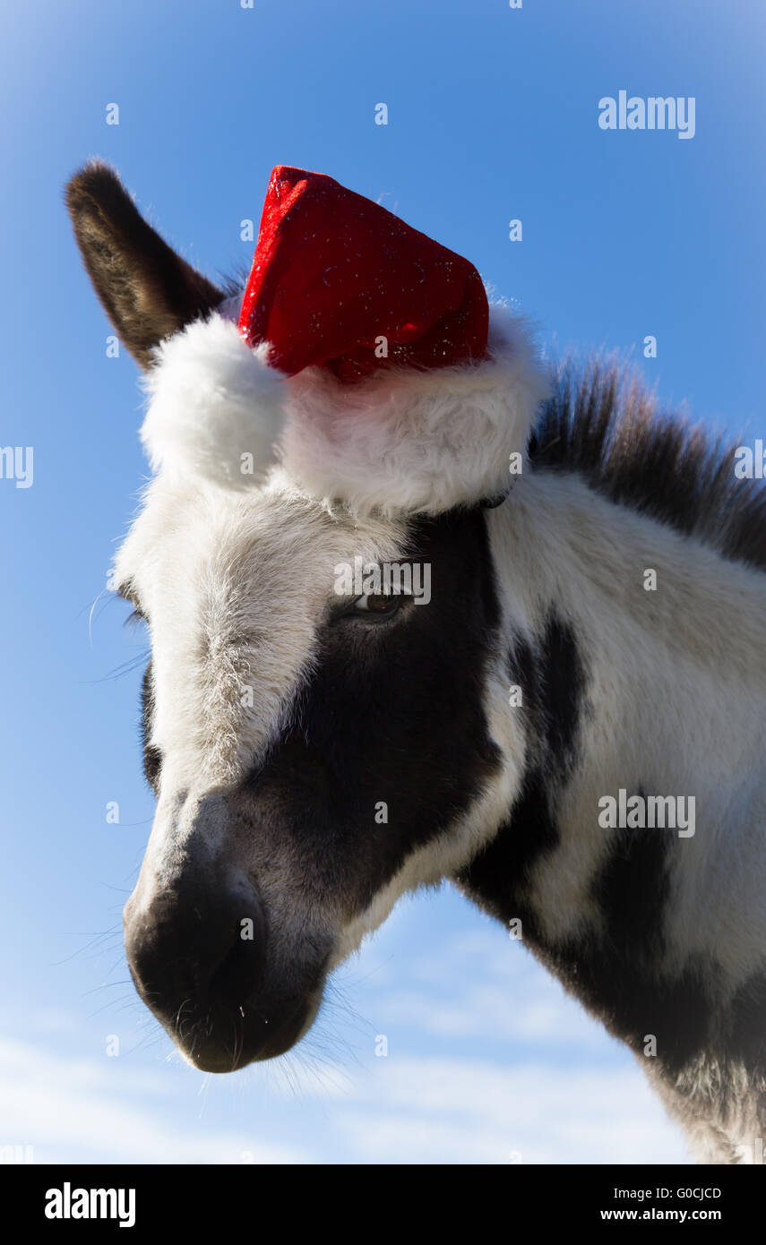Santa claus donkey hi-res stock photography and images - Alamy