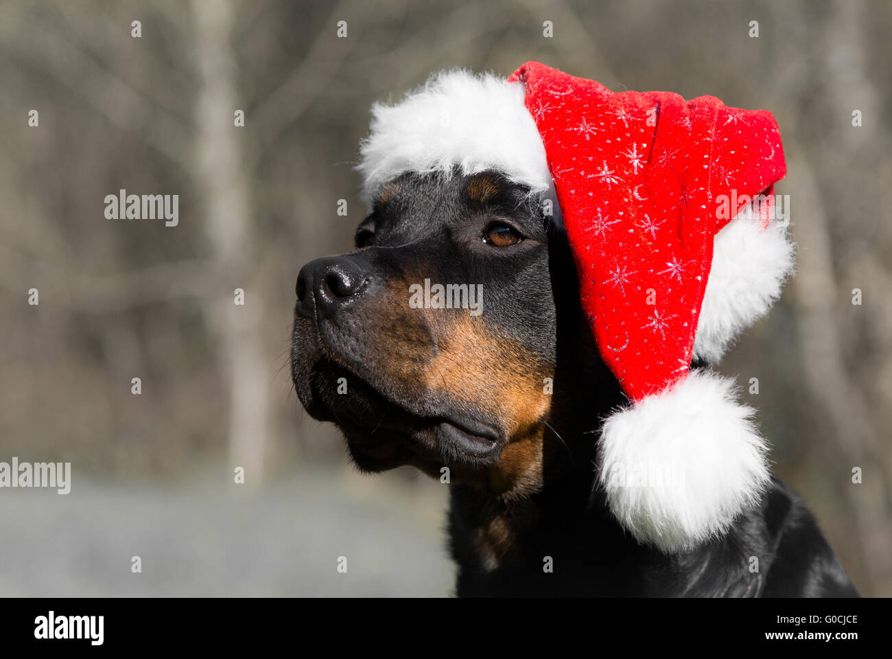 Rottweiler winter hi-res stock photography and images - Alamy