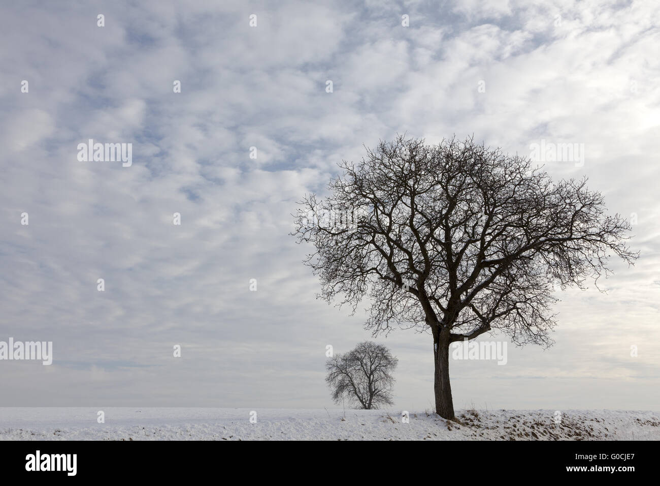Walnut trees hi-res stock photography and images - Alamy