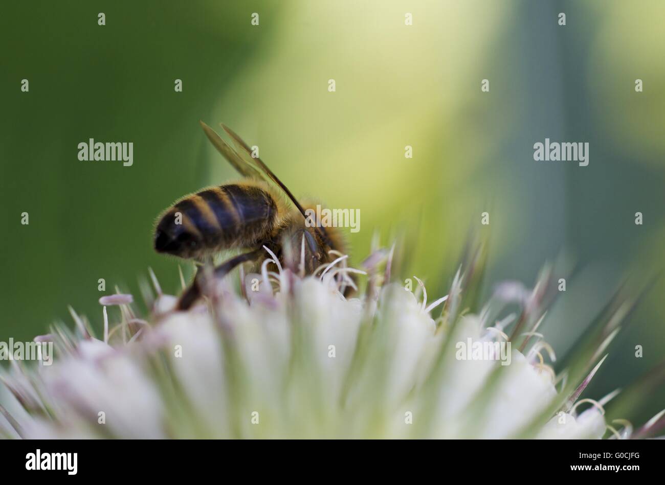 Insect people hi-res stock photography and images - Alamy