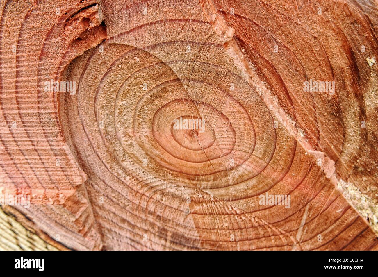 Sawn wood surface Stock Photo - Alamy