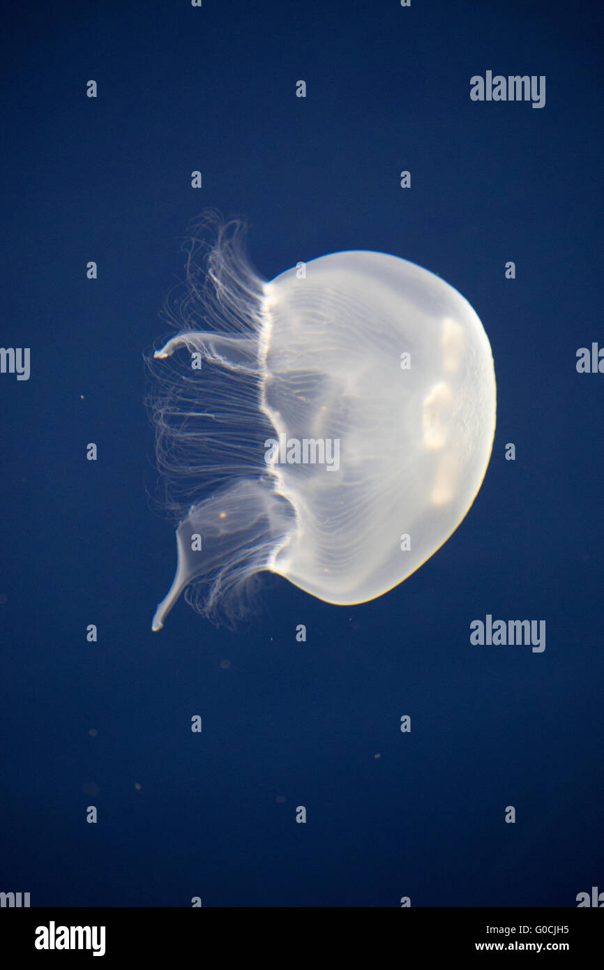 Jellyfish floating right Stock Photo - Alamy