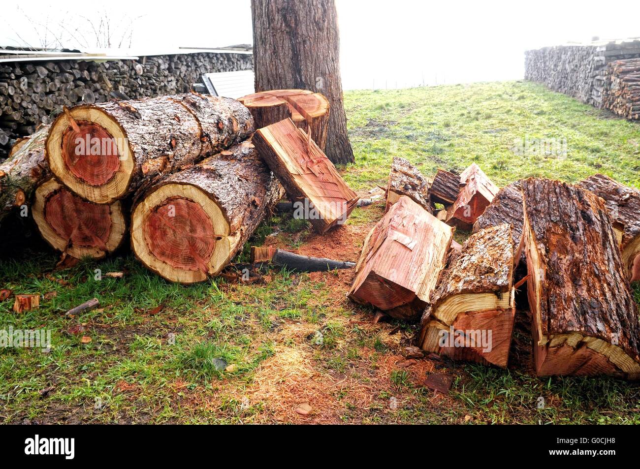 Giant sequoia tree slice hi-res stock photography and images - Alamy