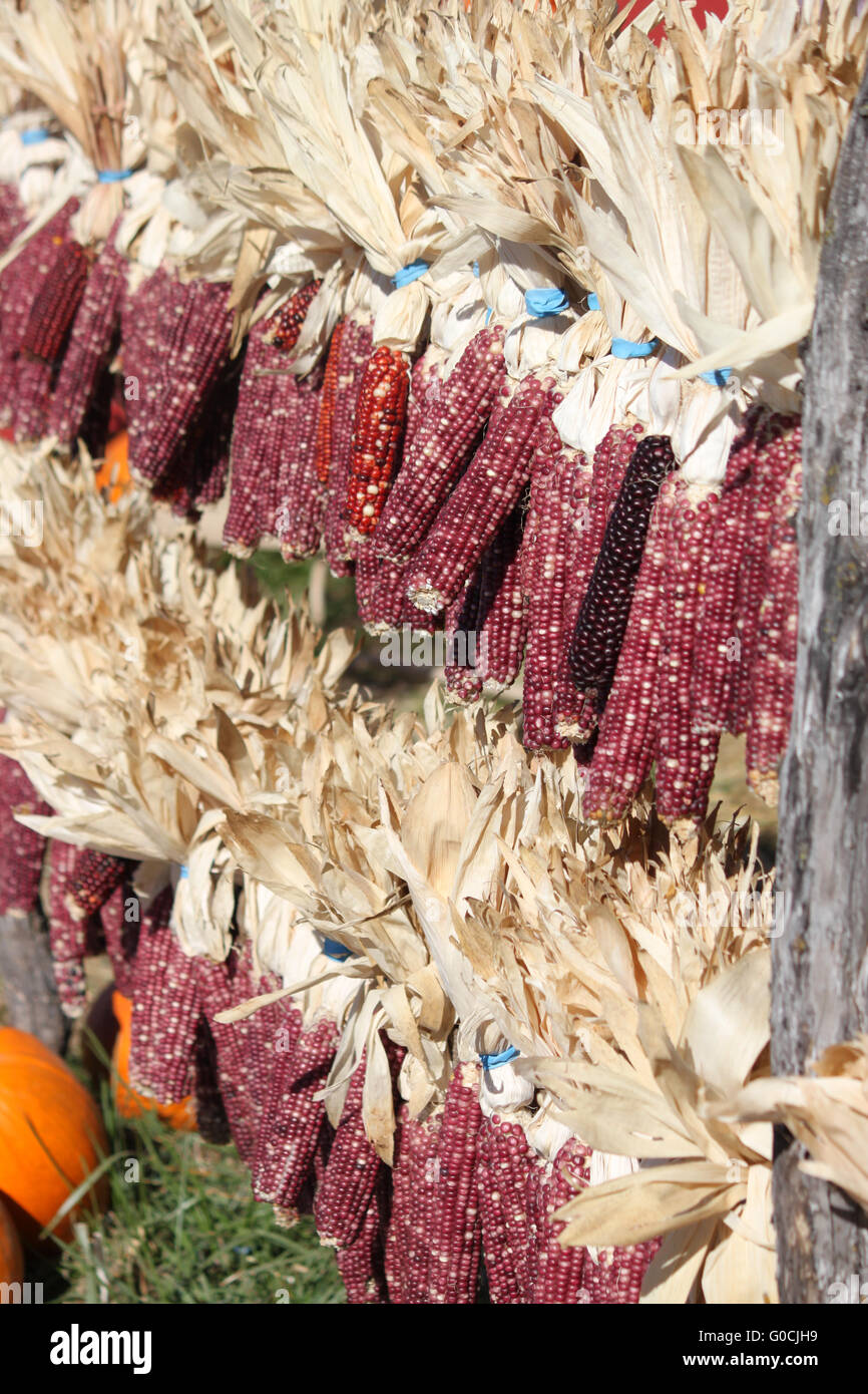 Indian vegetarian delicacy hi-res stock photography and images - Alamy