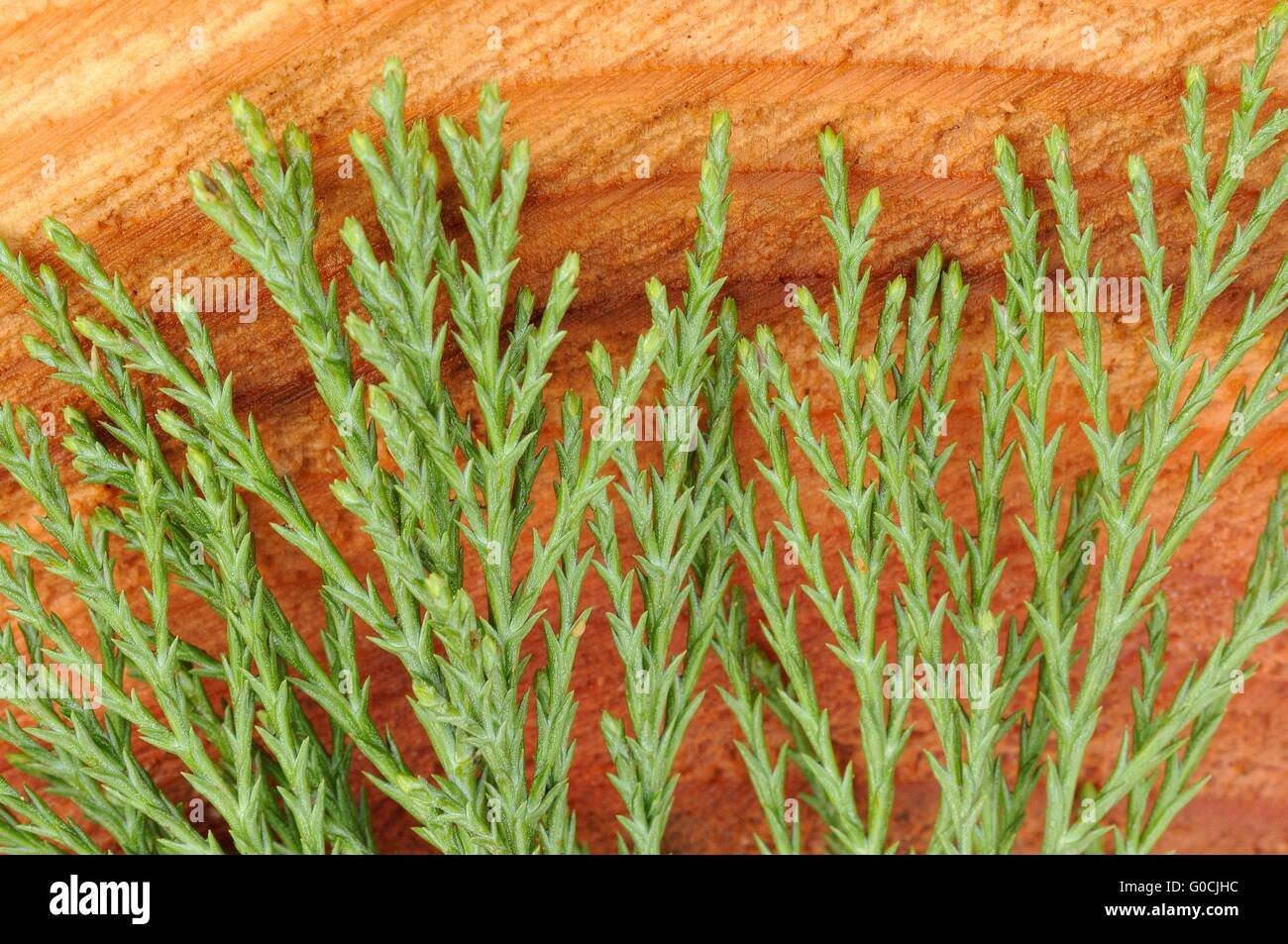 Giant sequoia tree rings hi-res stock photography and images - Alamy