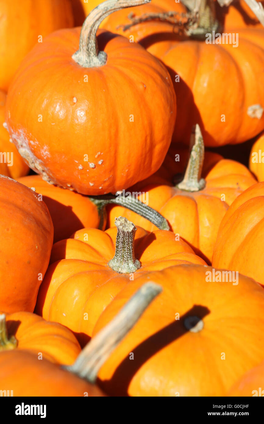Close up of mini pumpkins Stock Photo - Alamy