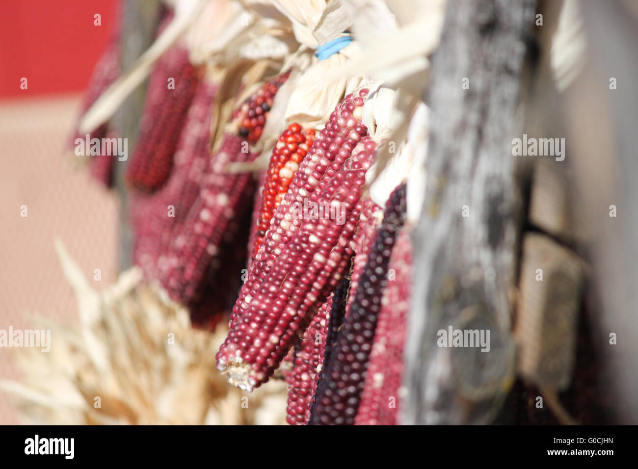 Indian corn closeup Stock Photo - Alamy