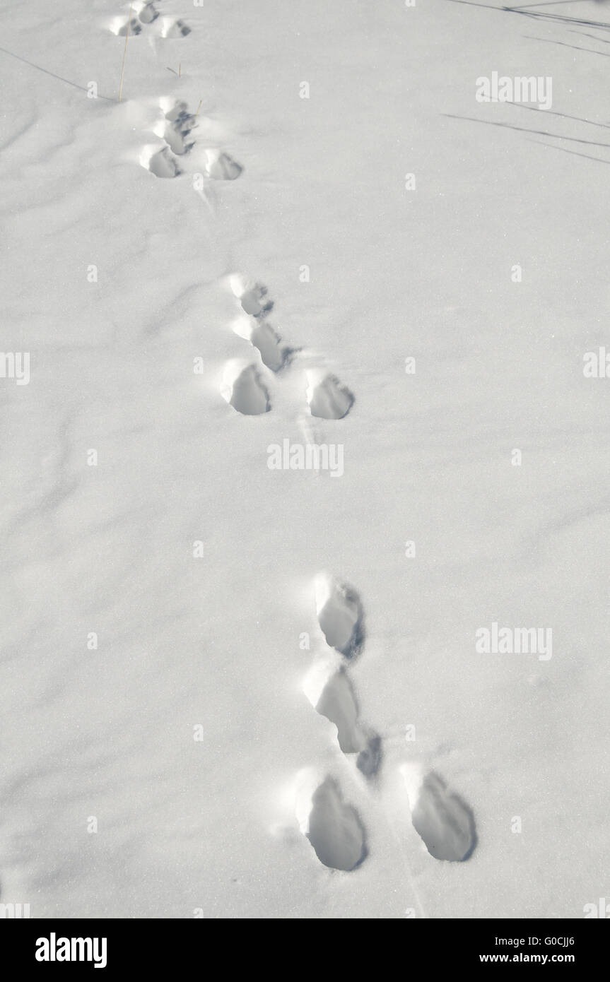 Rabbit traces on white snow surface as background Stock Photo - Alamy