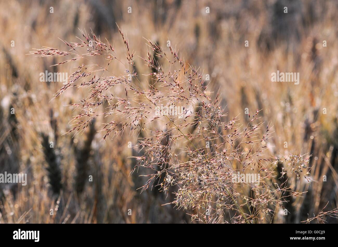 Bluegrass and cereal in the background Stock Photo - Alamy