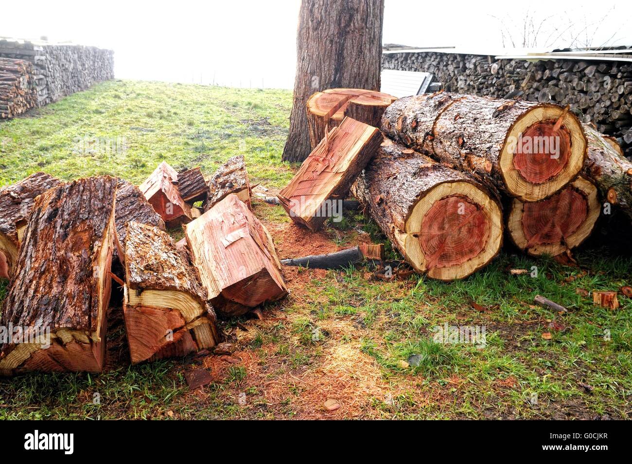 Giant sequoia tree slice hi-res stock photography and images - Alamy