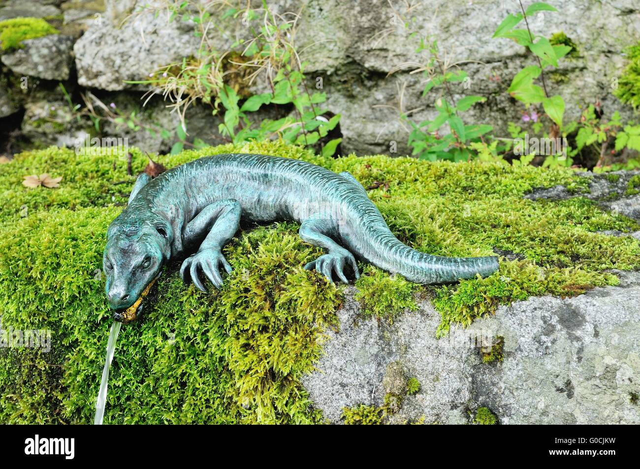 Wet lizard hi-res stock photography and images - Alamy