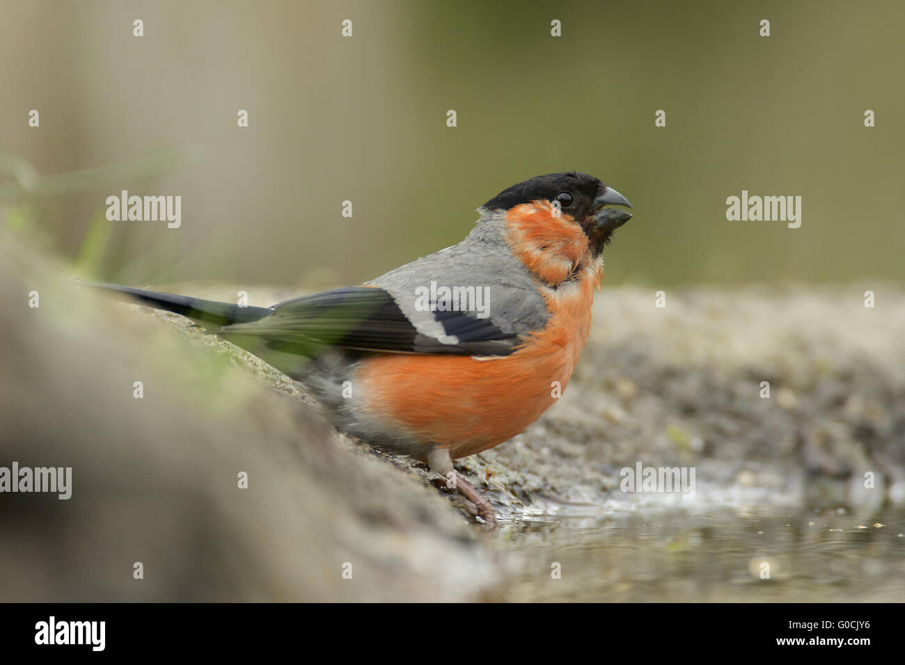 Eurasian finch hi-res stock photography and images - Alamy