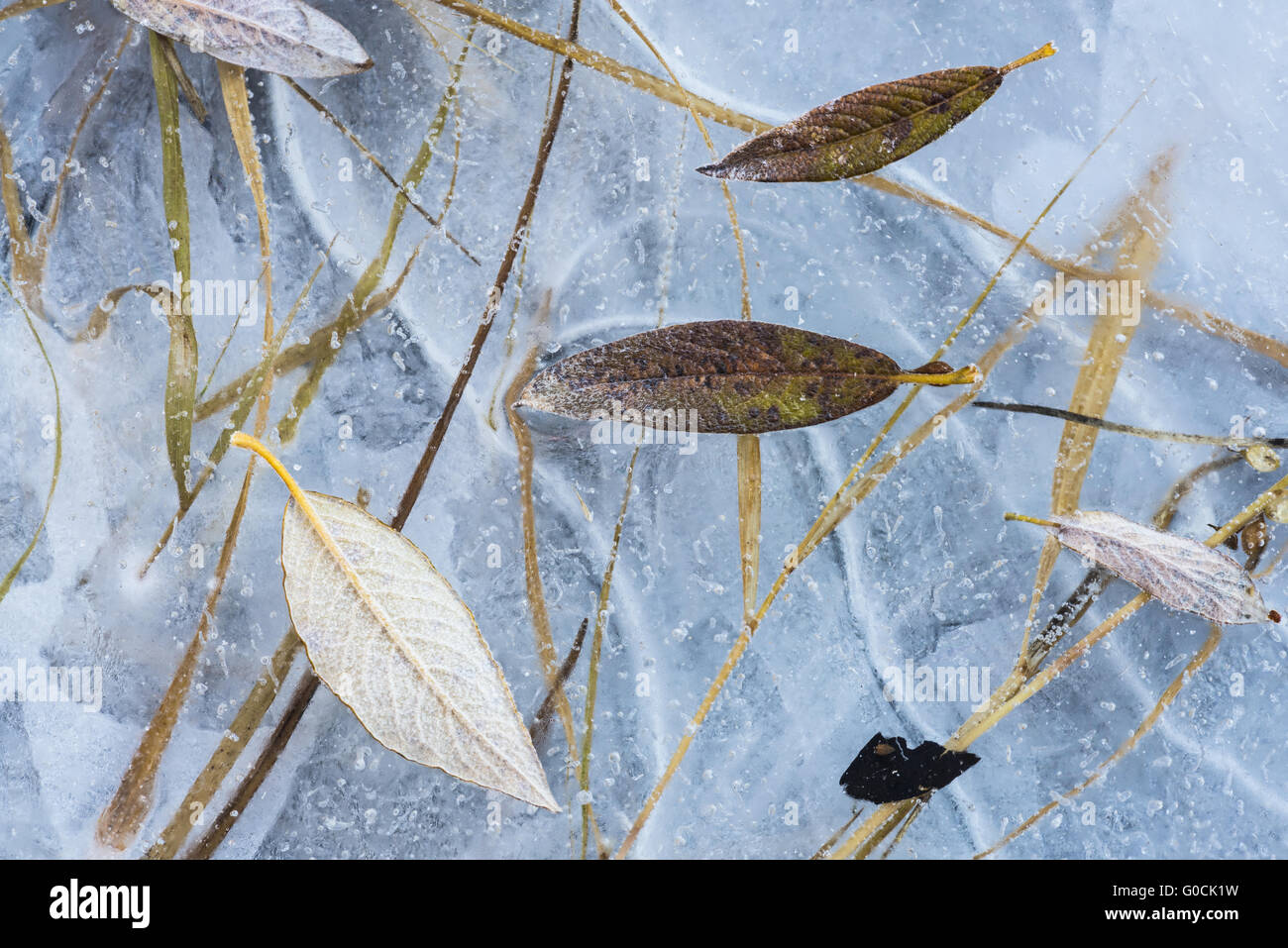 Blades reed leaves on ice hi-res stock photography and images - Alamy