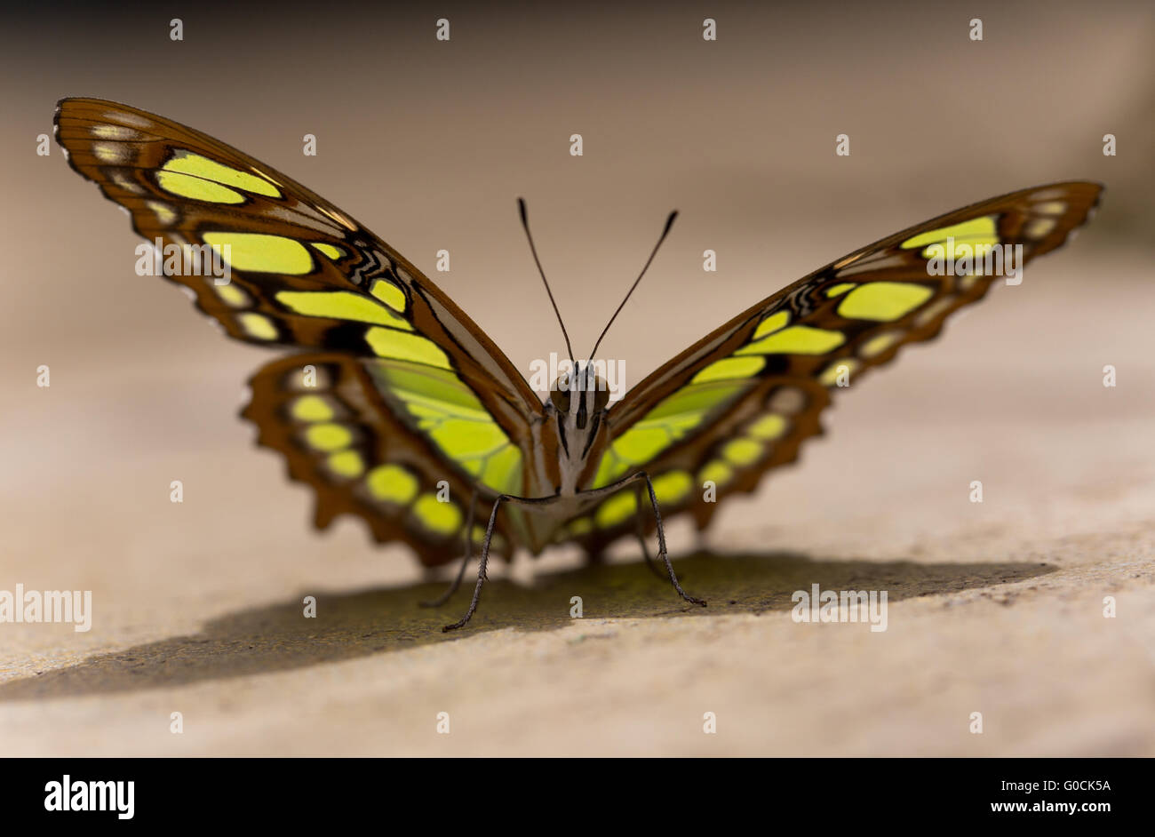 Exotic butterflies hi-res stock photography and images - Alamy