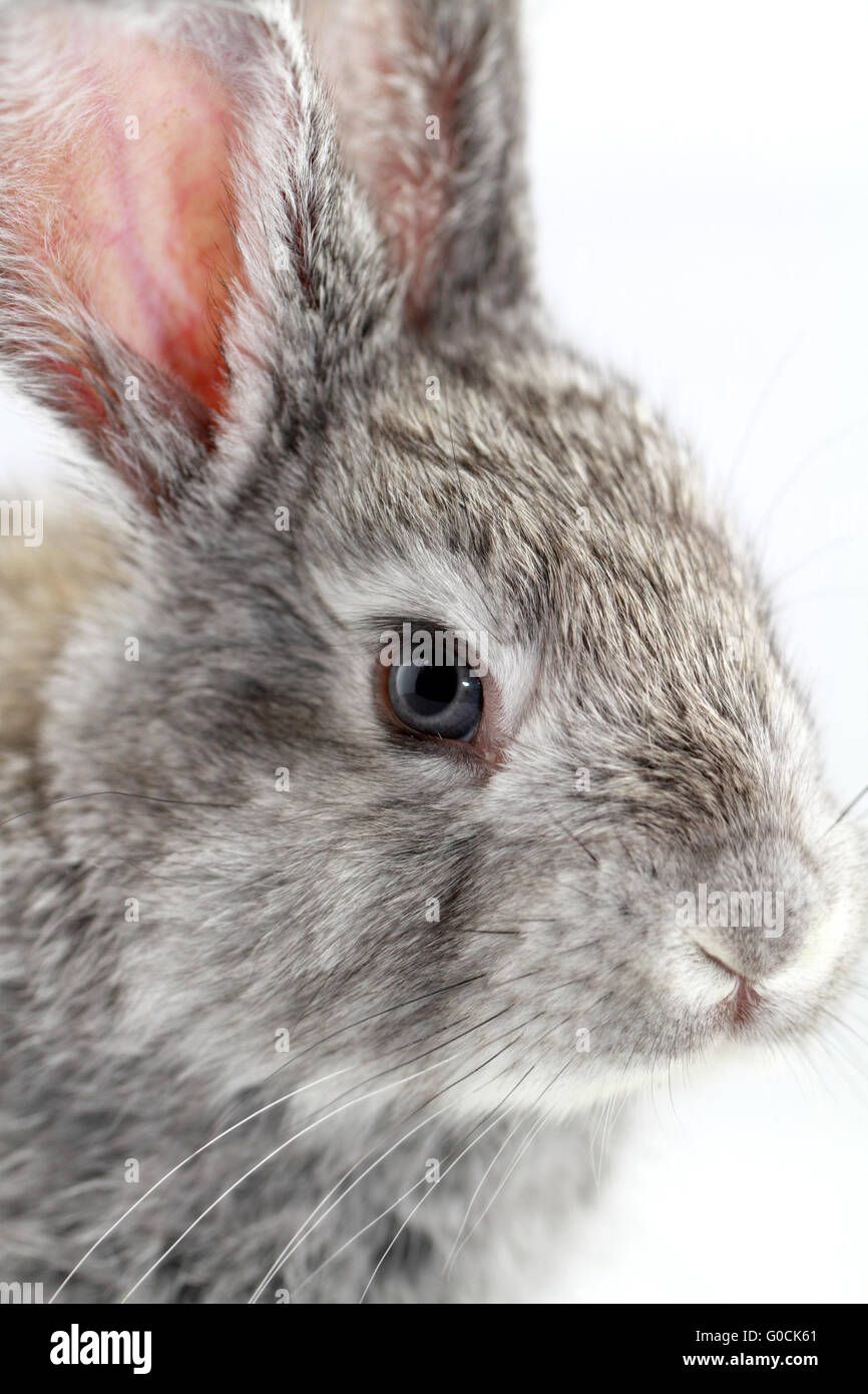 Cute gray rabbit isolated on white background Stock Photo - Alamy