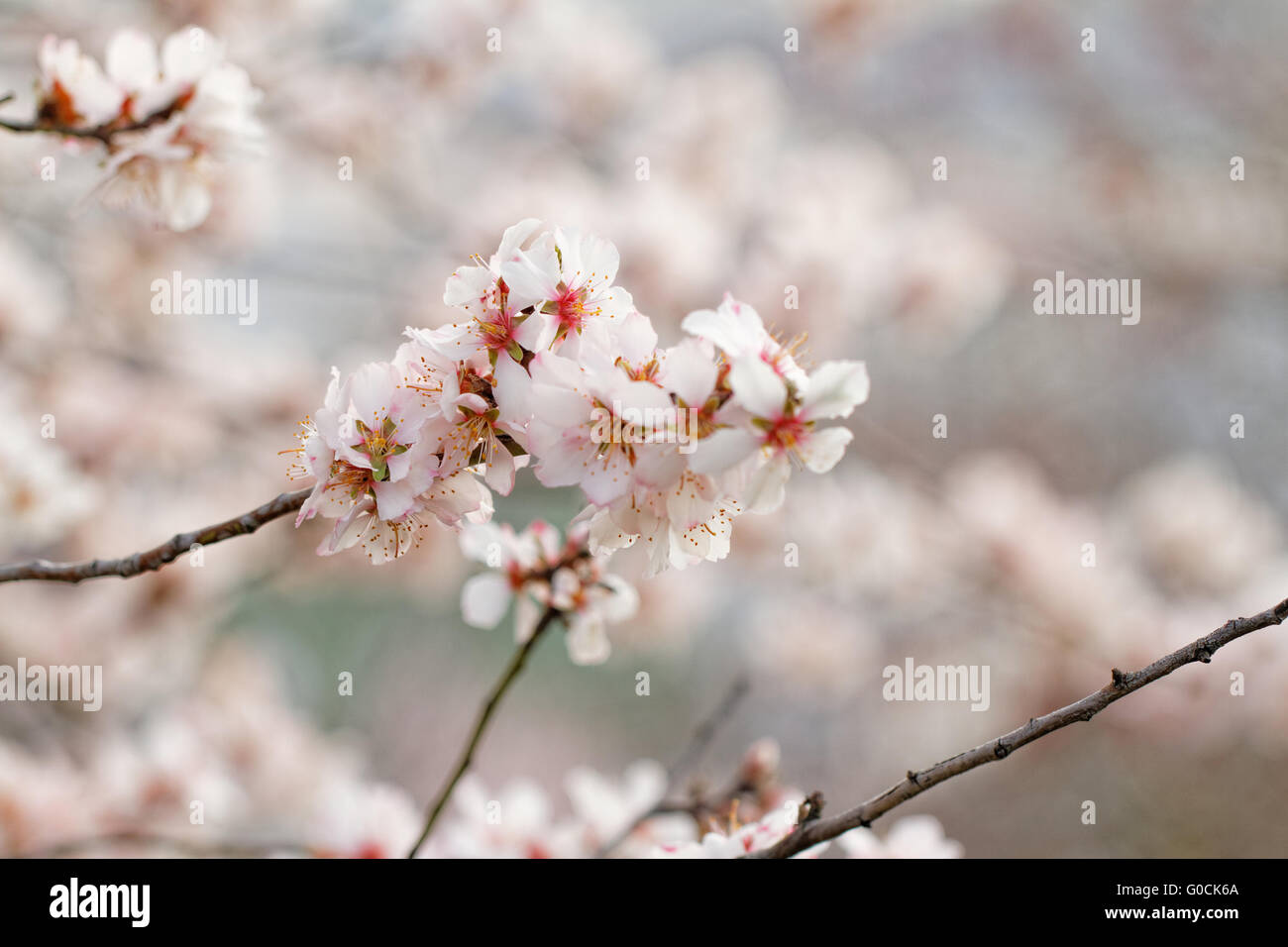 Photo of beautiful flowering tree in spring Stock Photo - Alamy