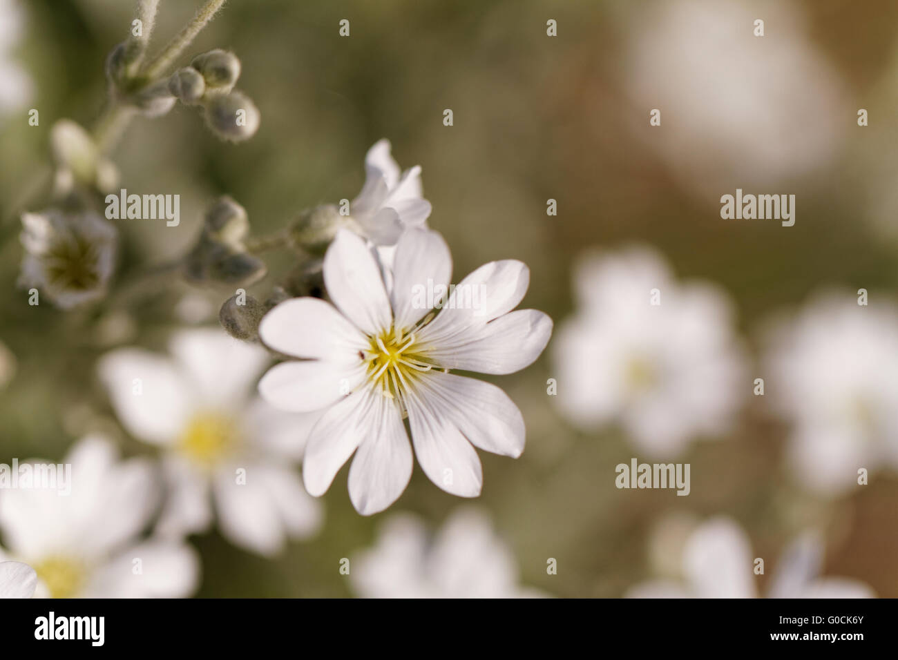 White rock flower garden edging - close up photo Stock Photo - Alamy