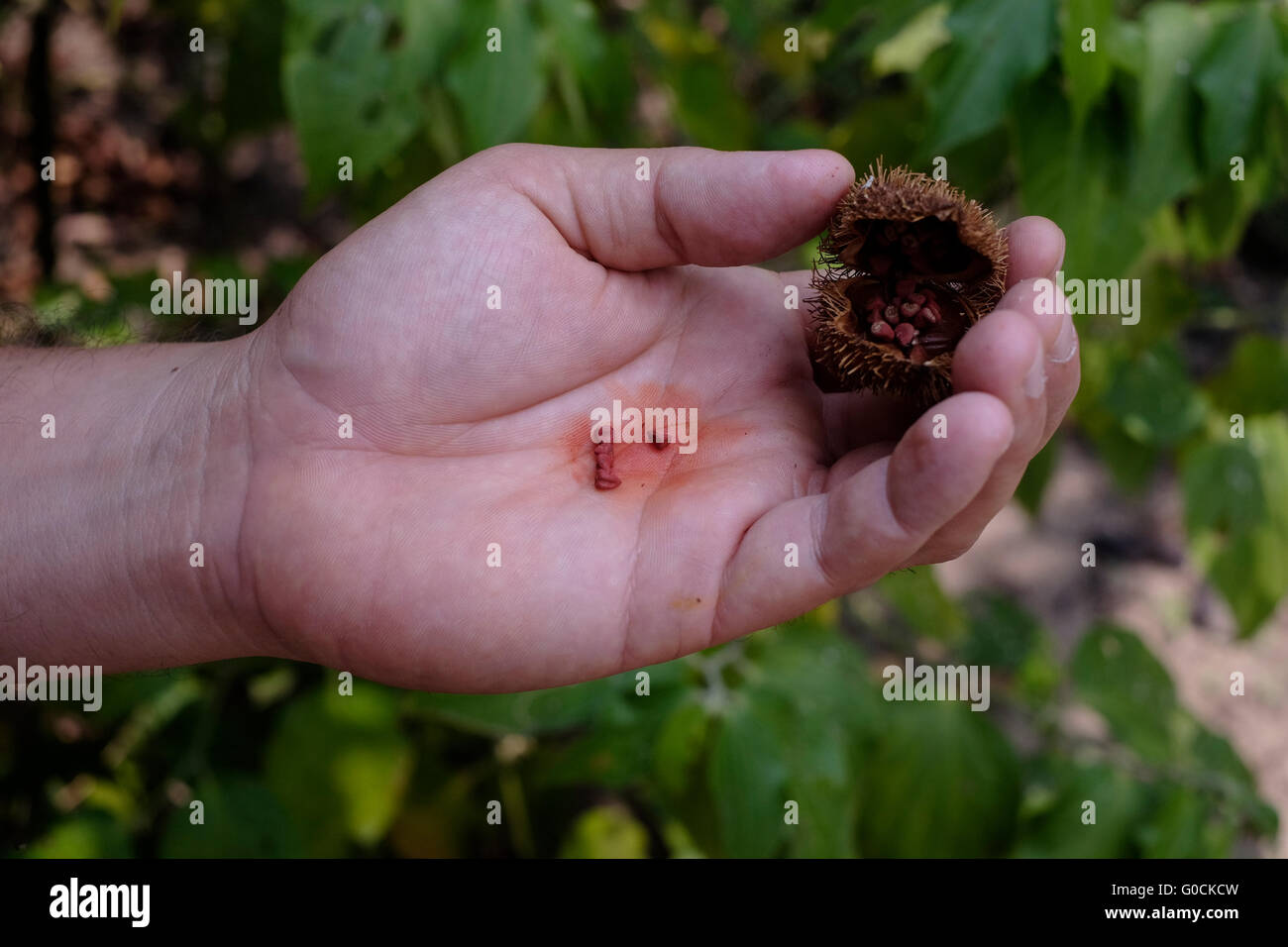 Small Trees With Seeds