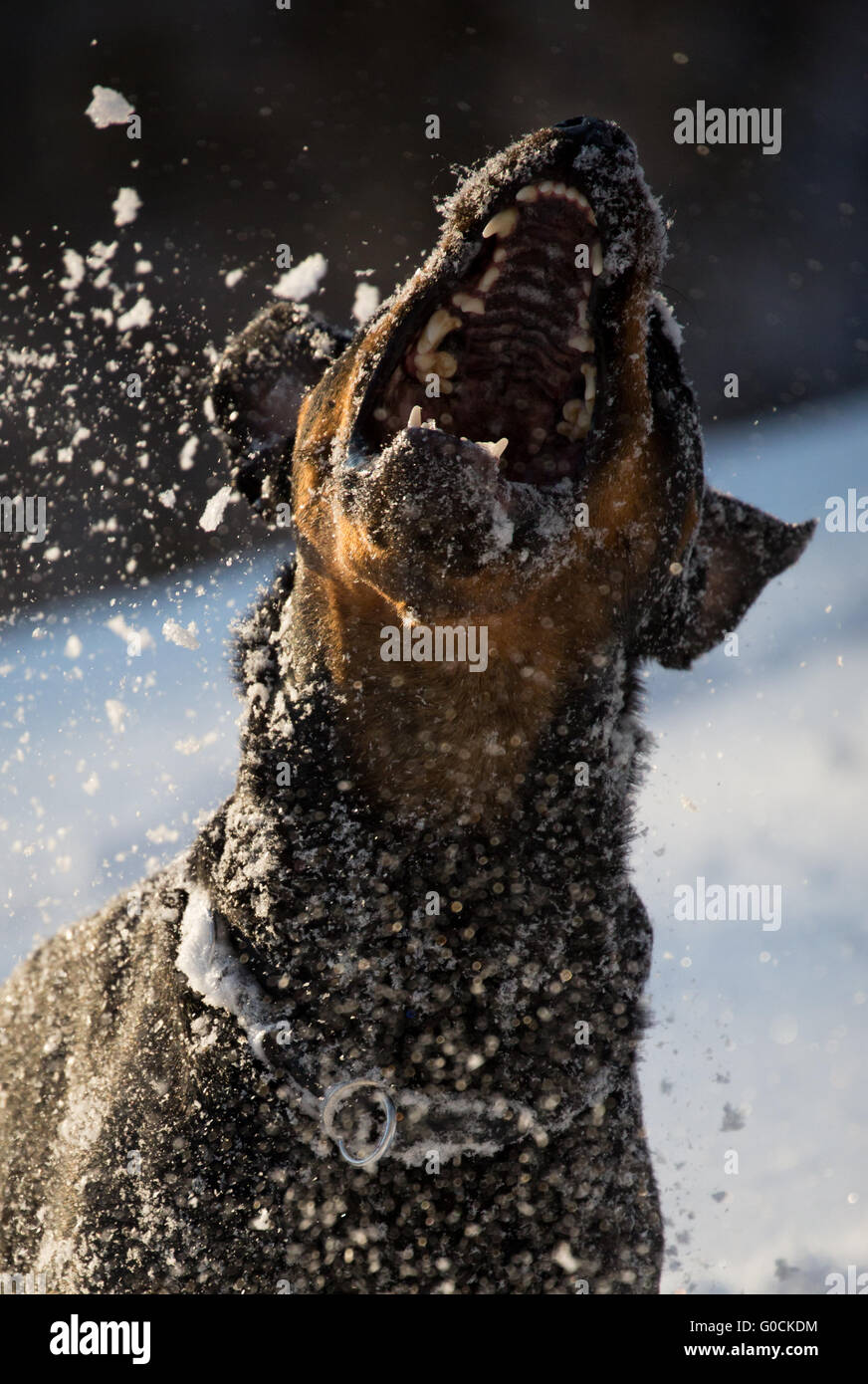 Catch dog hi-res stock photography and images - Alamy
