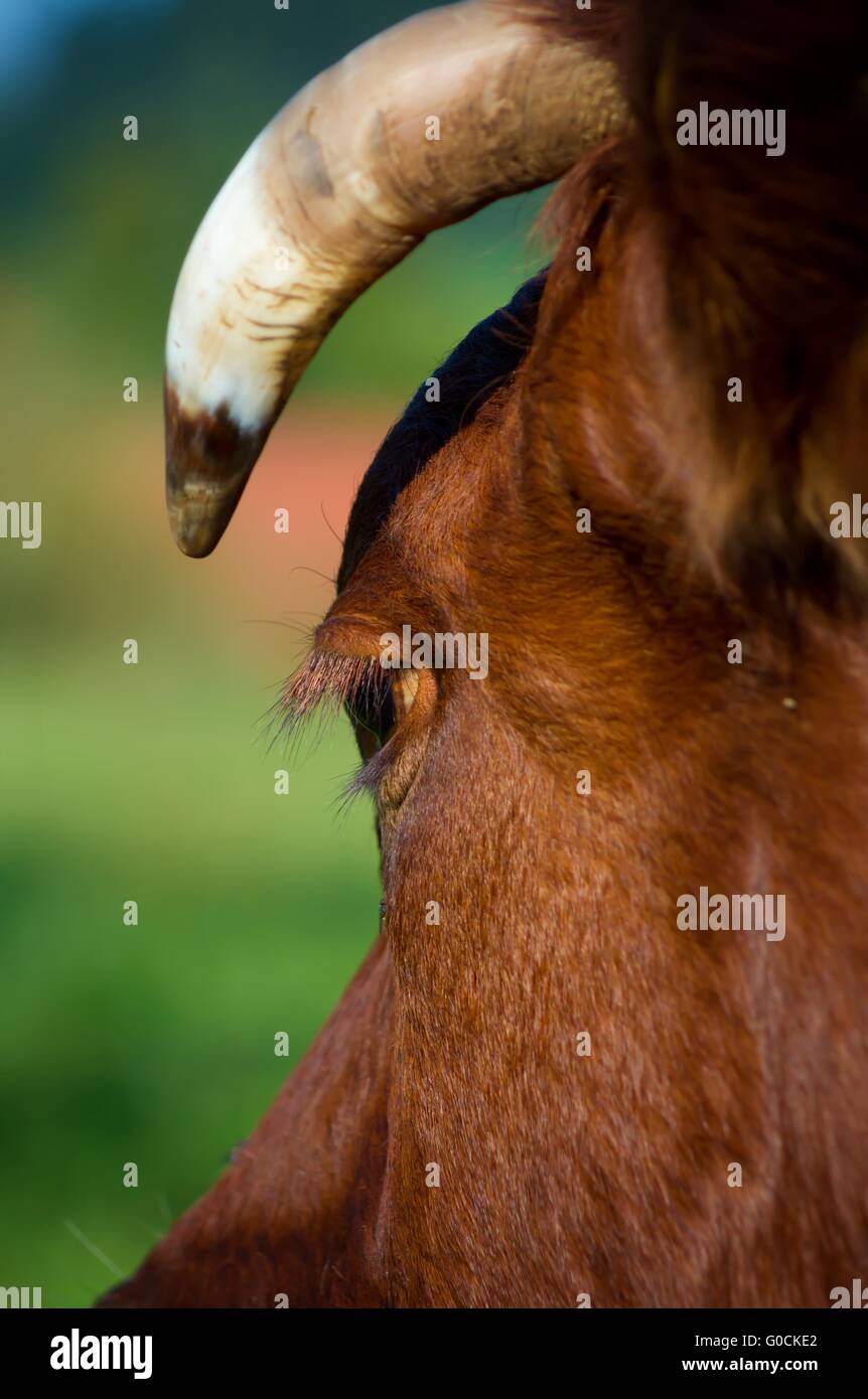 Wicker cow hi-res stock photography and images - Alamy