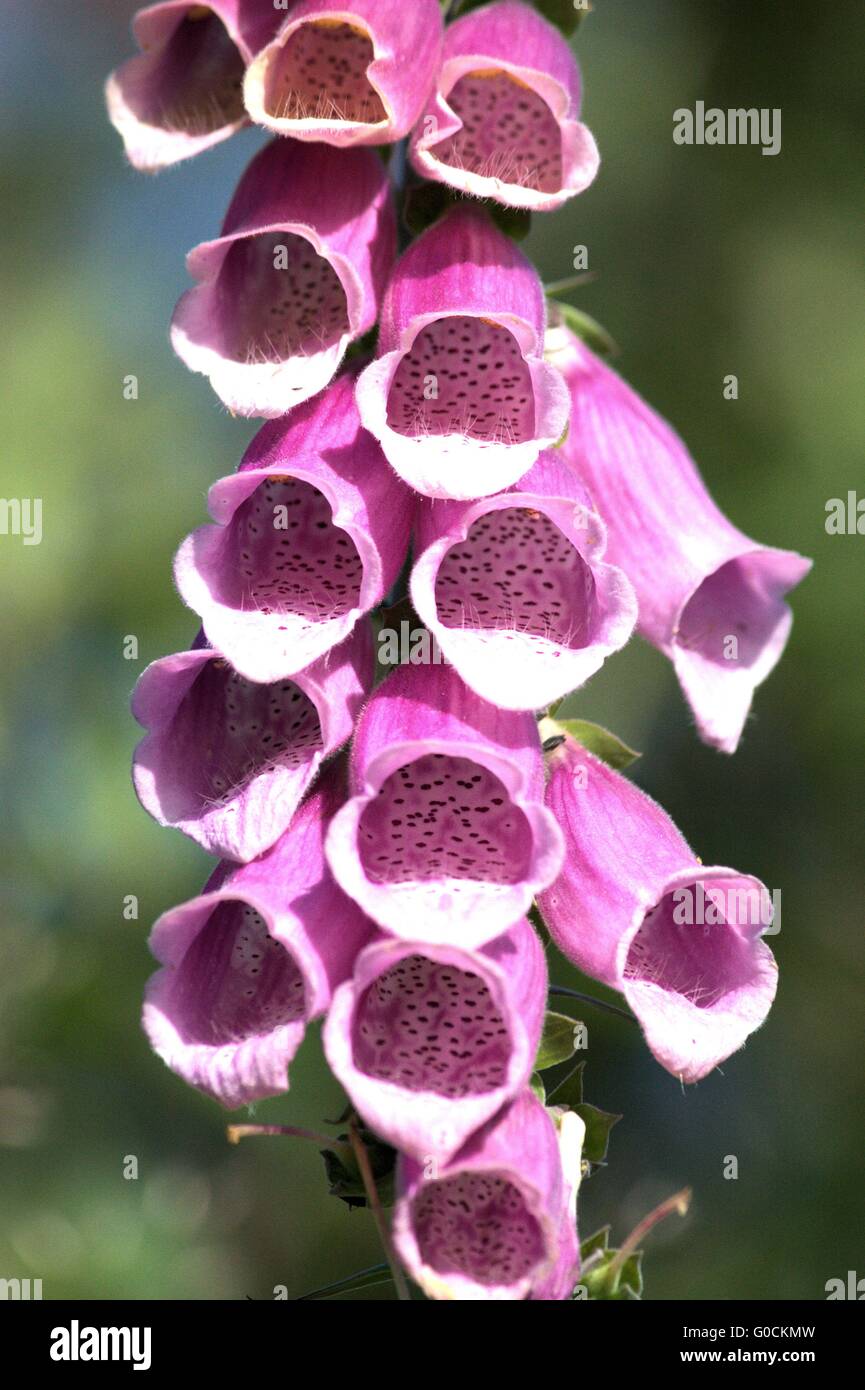 Thimble weed hi-res stock photography and images - Alamy