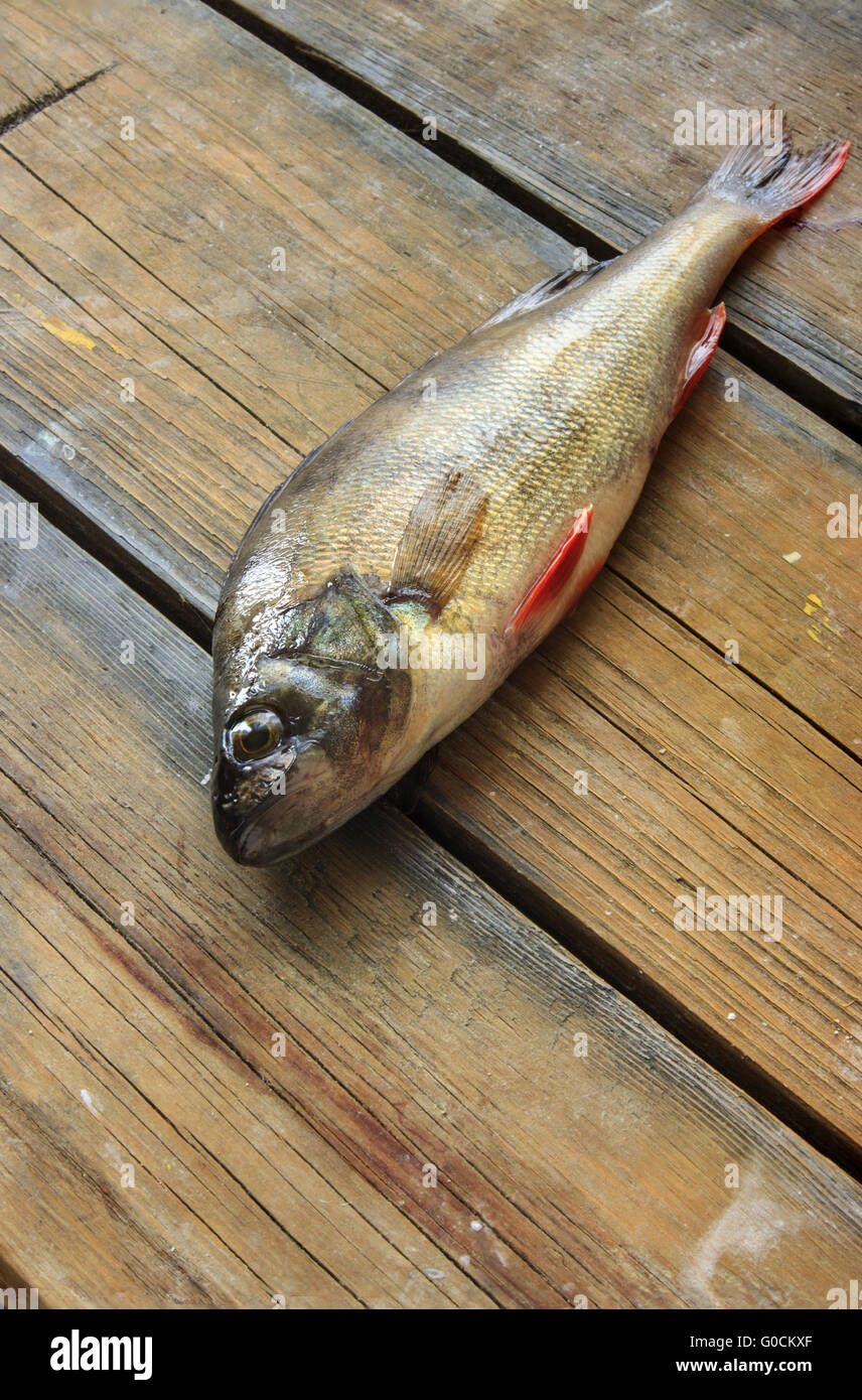 Live perch fish hi-res stock photography and images - Alamy