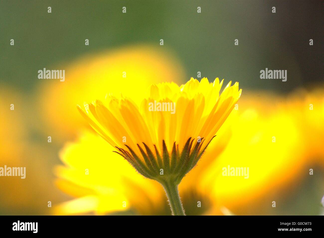 Radiant yellow hi-res stock photography and images - Alamy