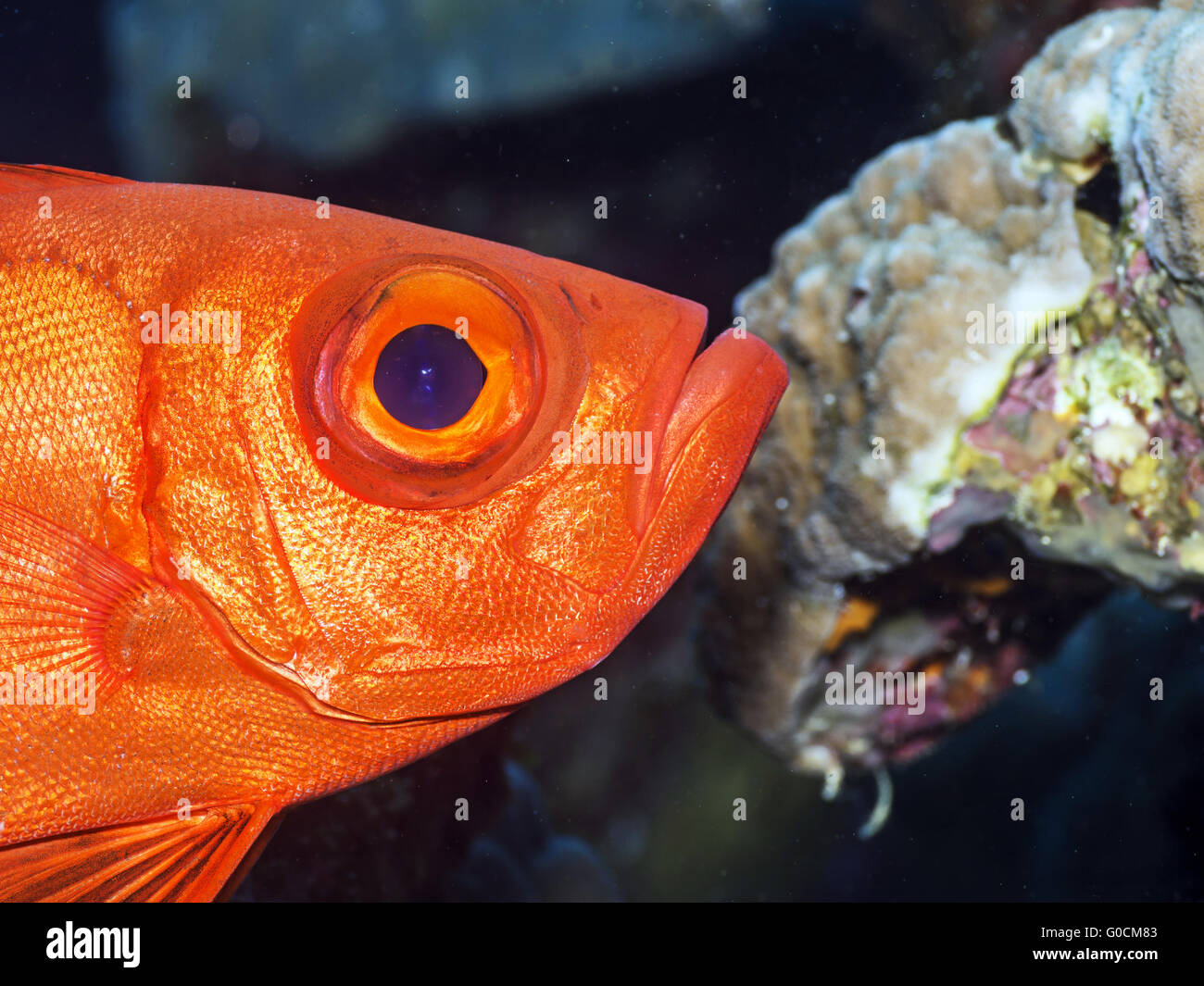 Crescent tailed bigeye hi-res stock photography and images - Alamy