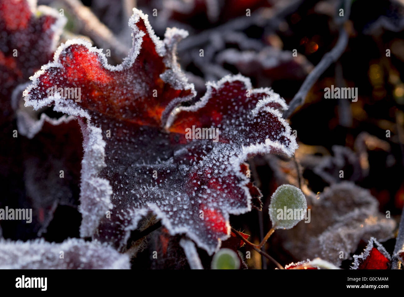 Season temperature hi-res stock photography and images - Alamy