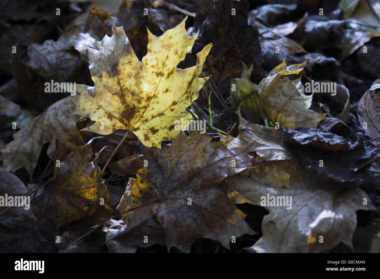 Dead maple leaf hi-res stock photography and images - Alamy