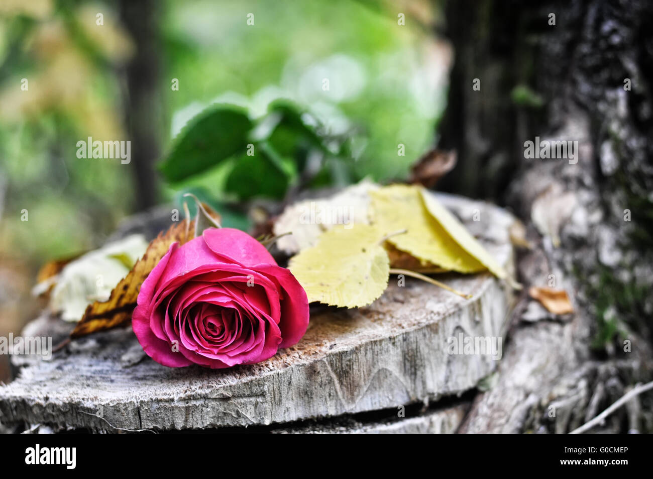 rose flower on a tree stump Stock Photo - Alamy