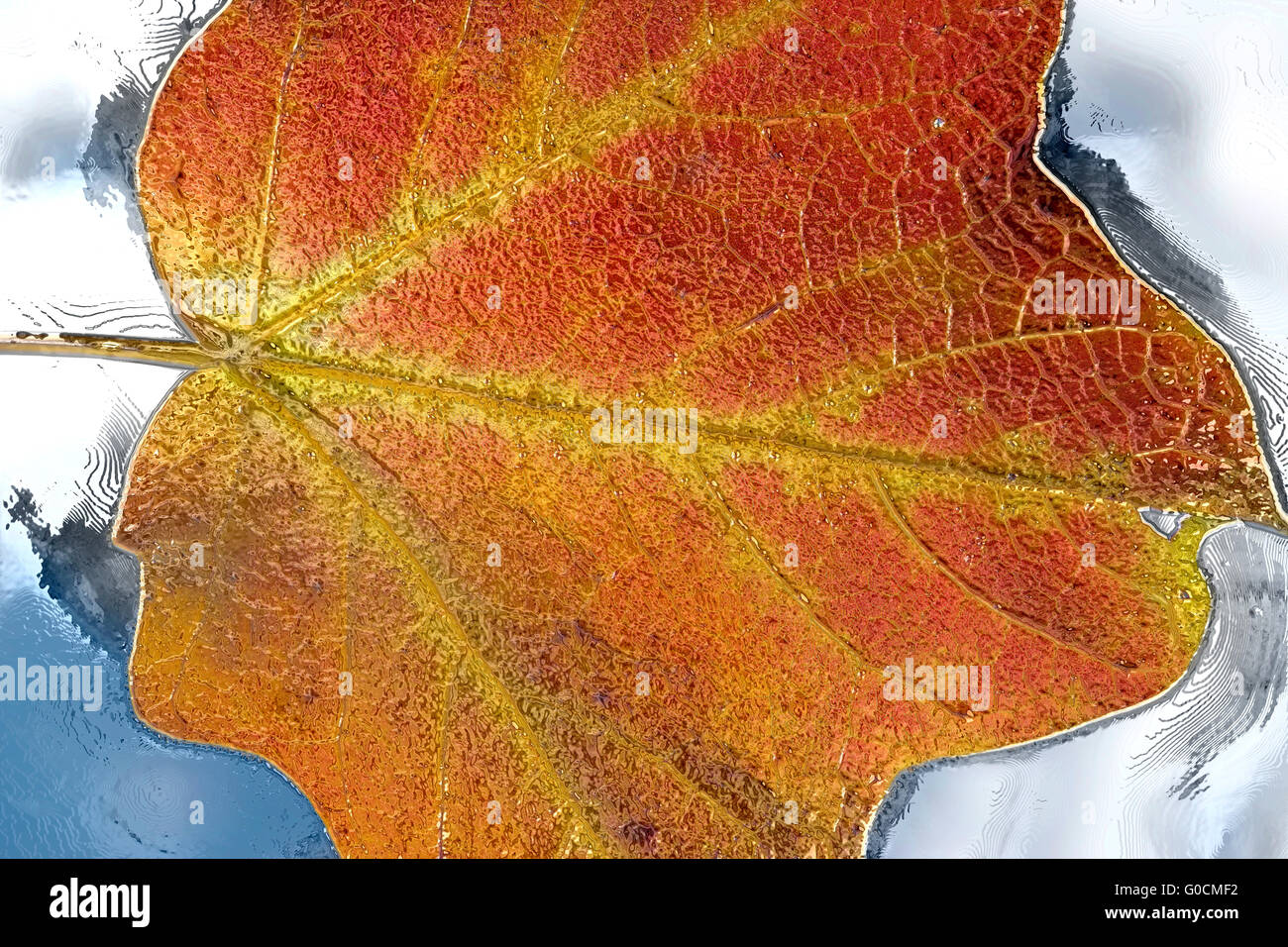 colorful maple leaf floating on water with reflection of sky and clouds ...