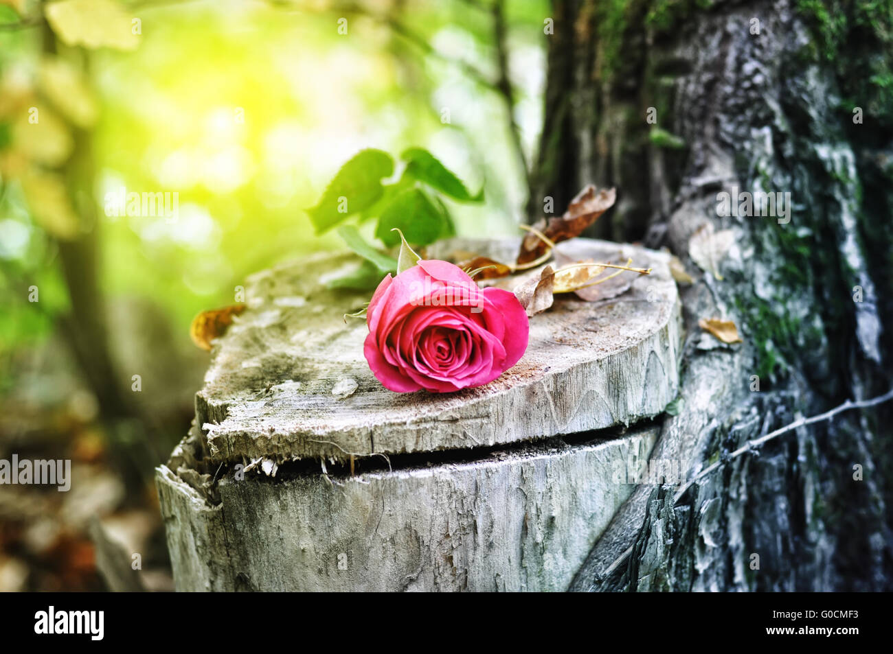 rose flower on a tree stump Stock Photo - Alamy