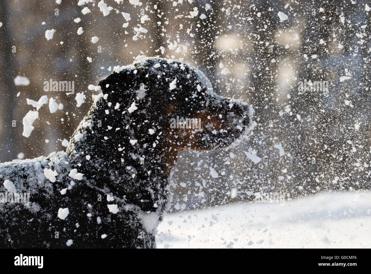 Catch dog hi-res stock photography and images - Alamy