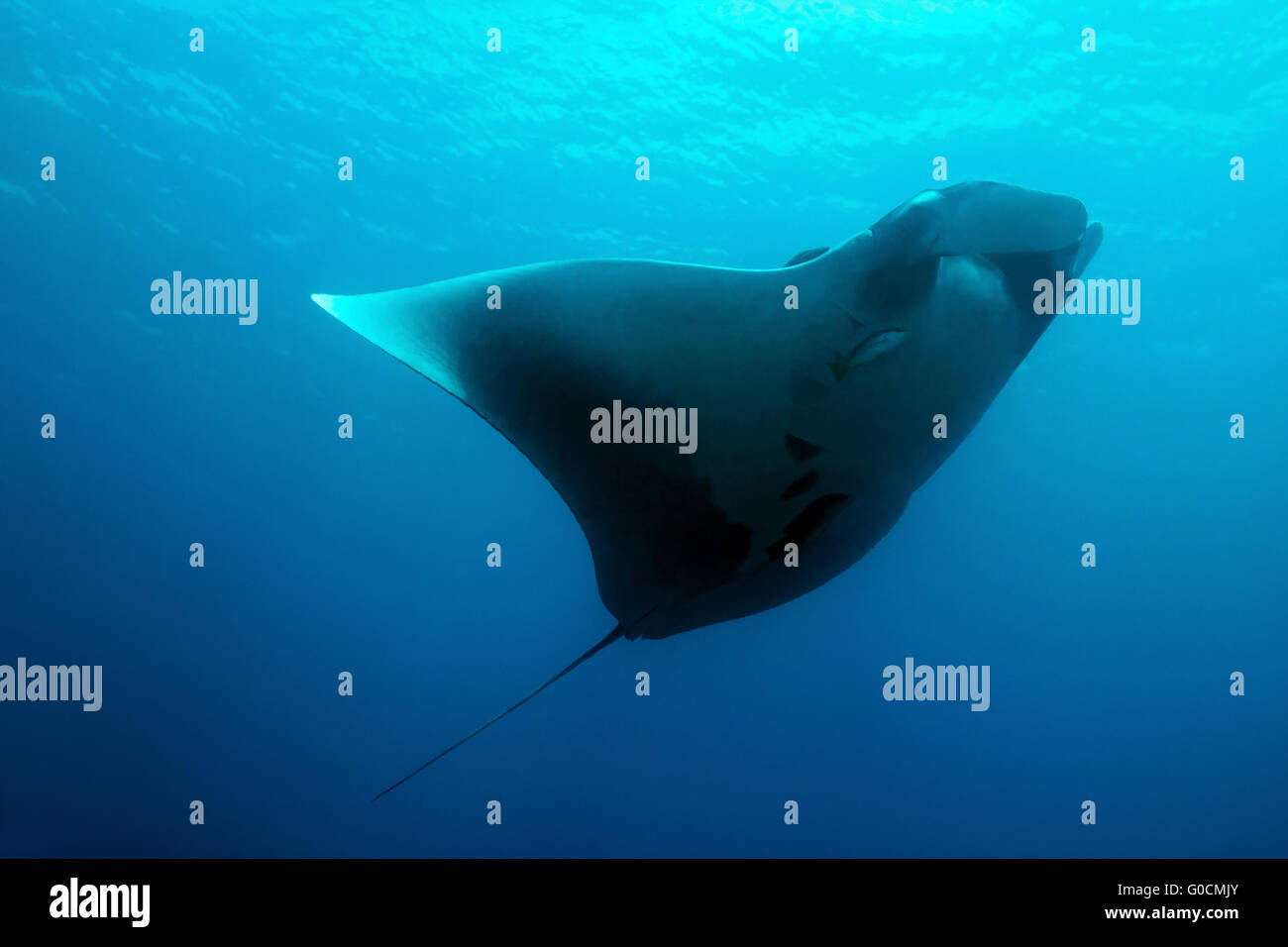 Large giant manta ray manta hi-res stock photography and images - Alamy